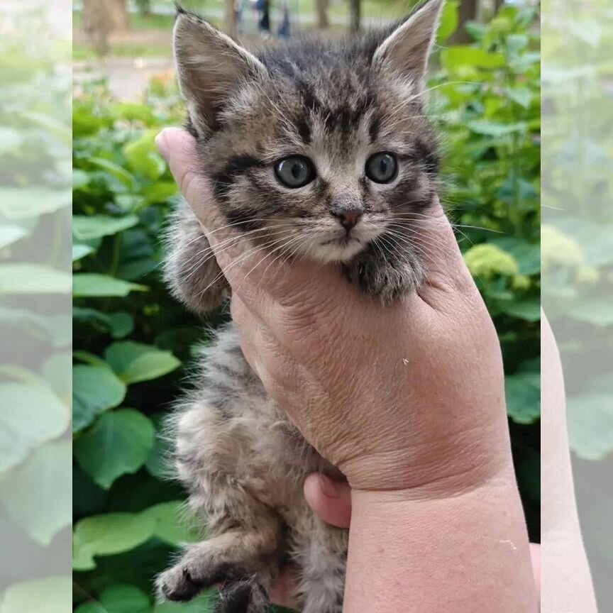 Котёнок в добрые руки