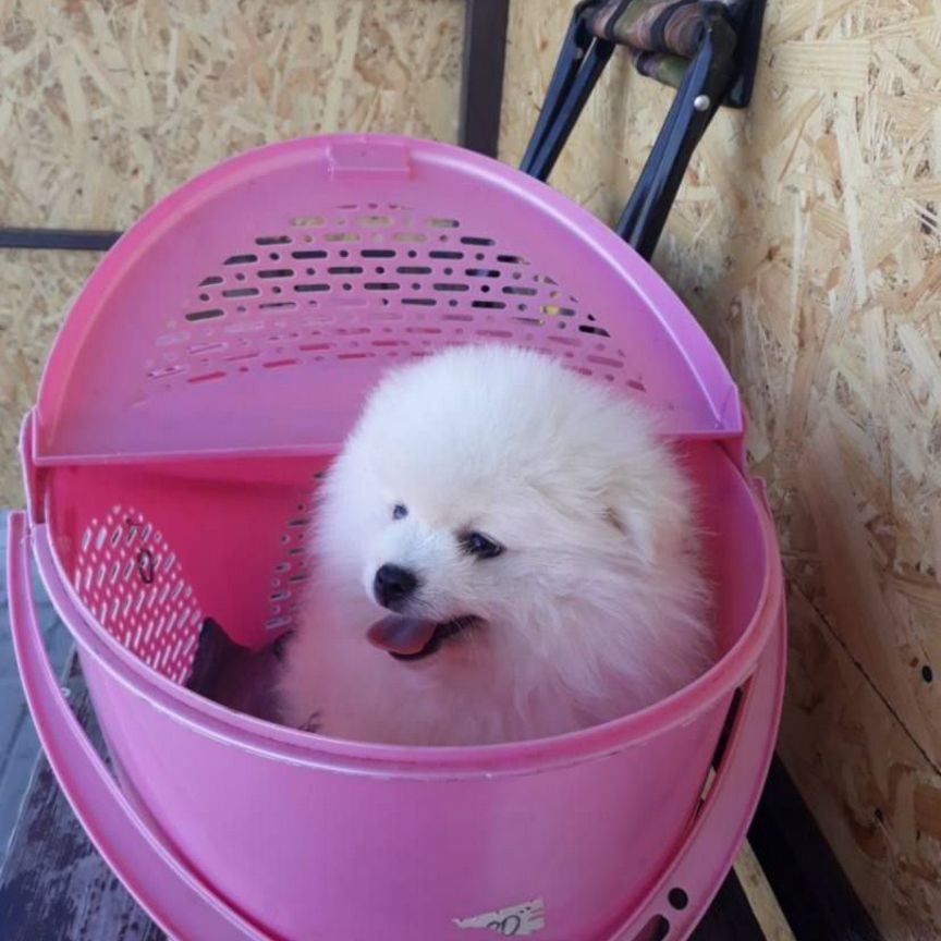 Щенки шпица мини мишка