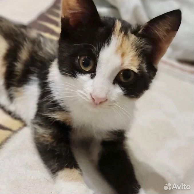 Яркая малышка счастливого окраса ищет дом