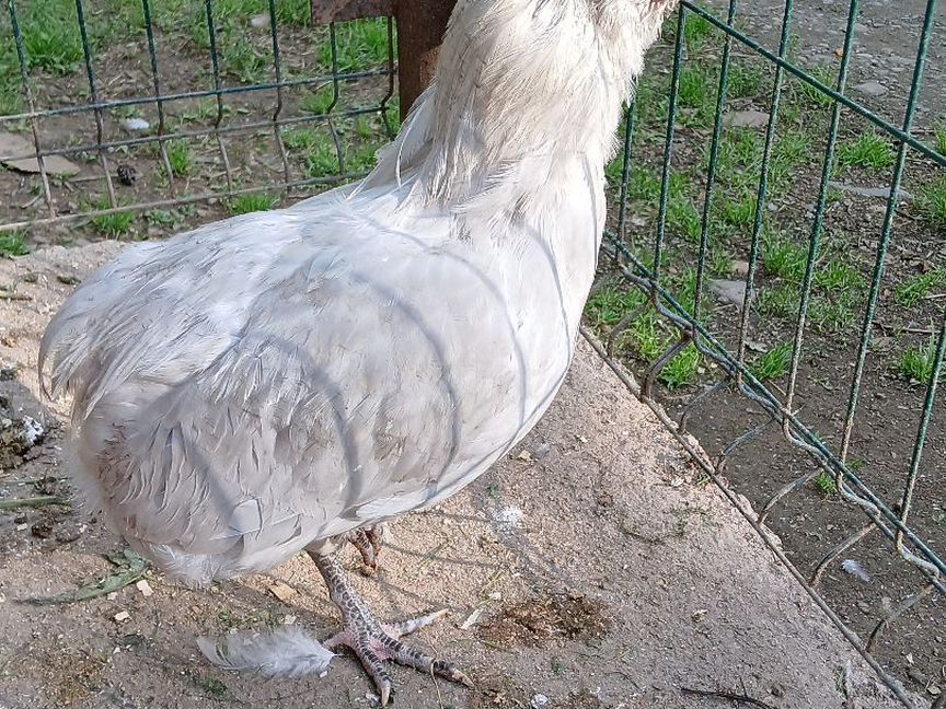 Петухи Амераукана лаванда