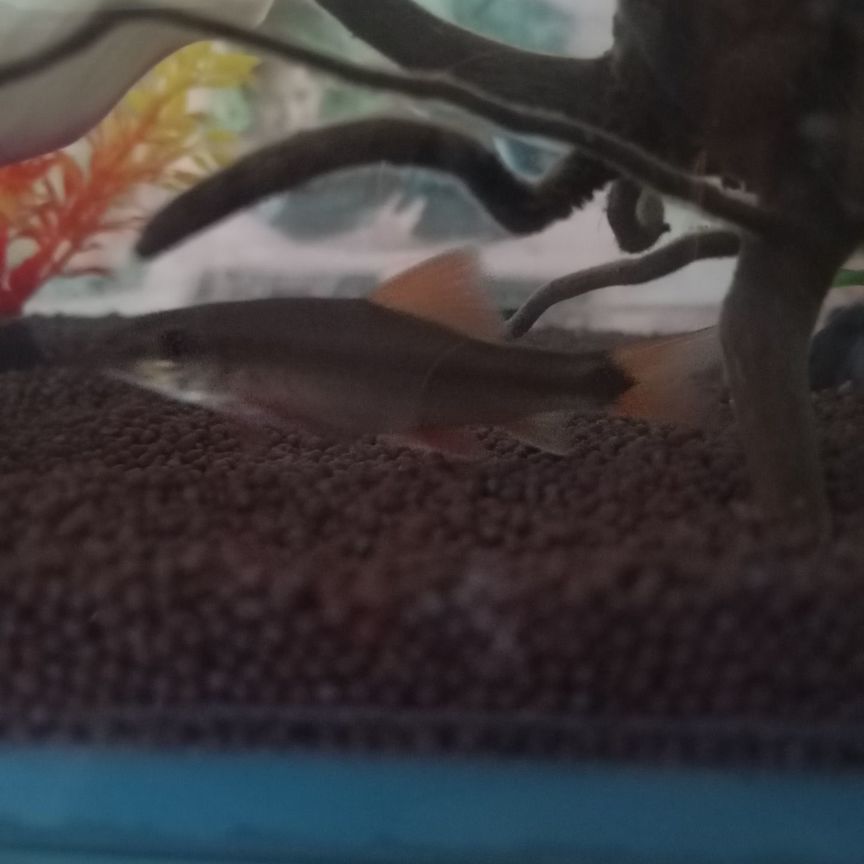 Водрослеед сиамский