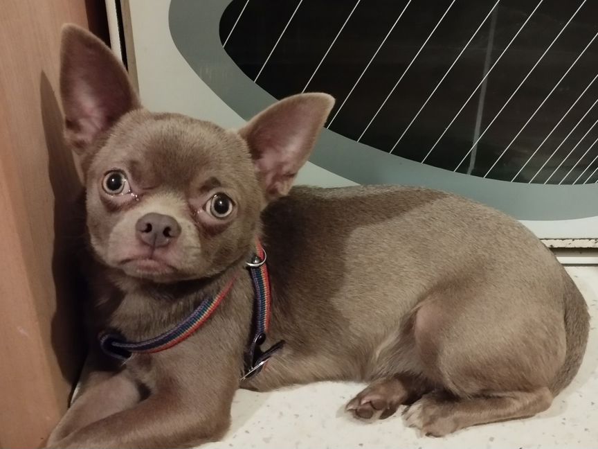 Чихуахуа кобель,подросток