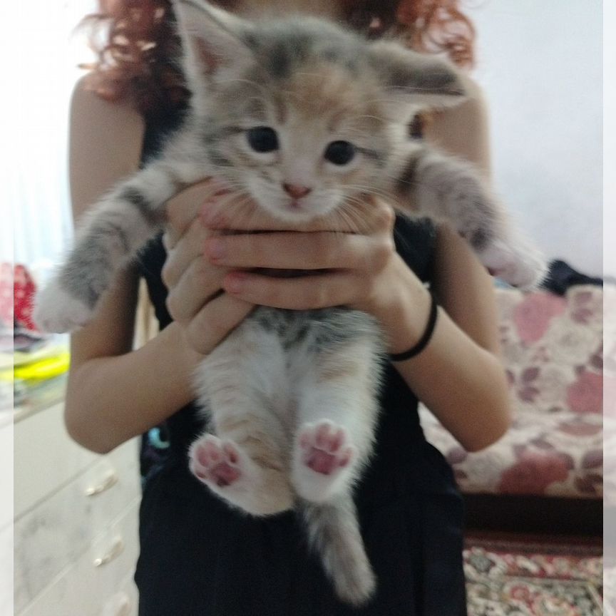 Котёнок в добрые руки