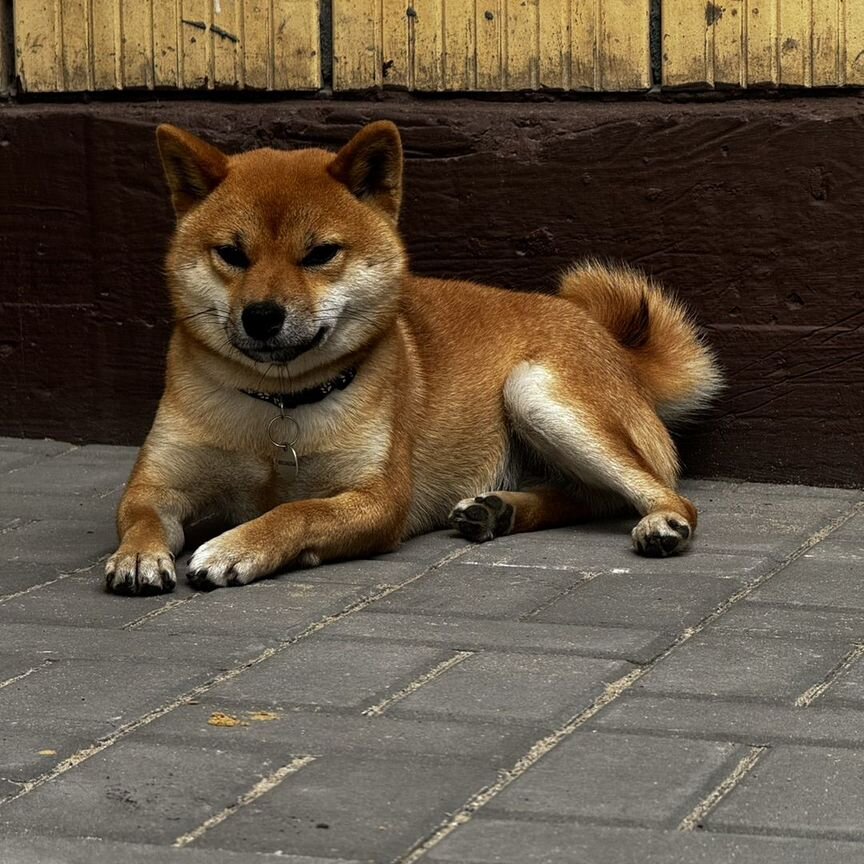 Сиба ину девочка ищет жениха
