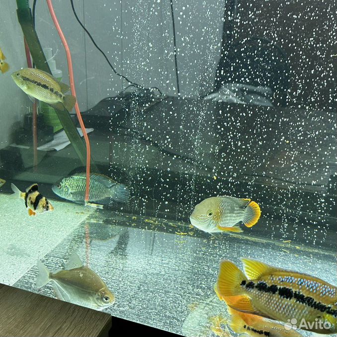 Аквариумные рыбы цыхлиды, акары, метиннис
