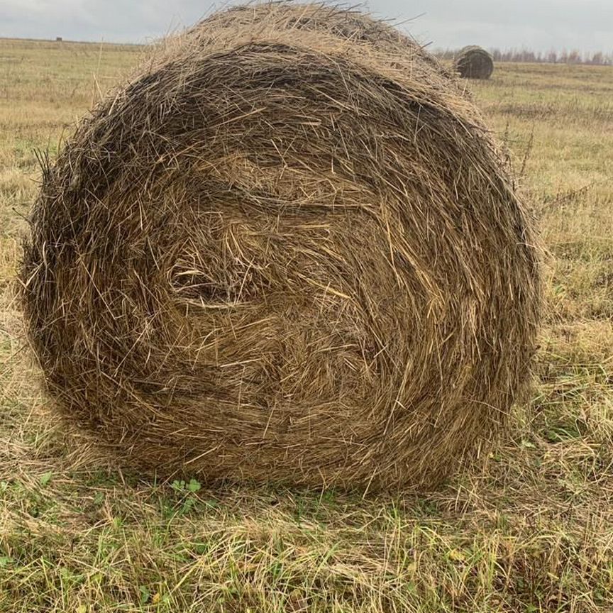 Сено 2025 года