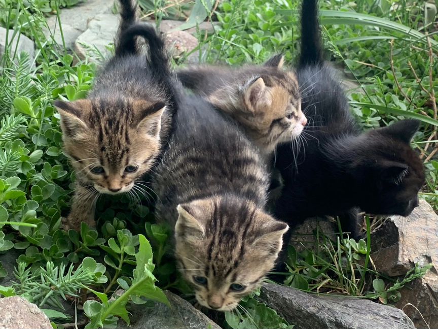Котята в добрые руки