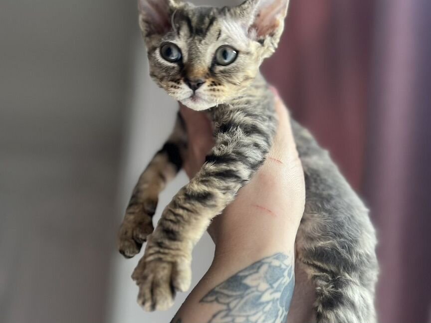 Котята девон-рекс