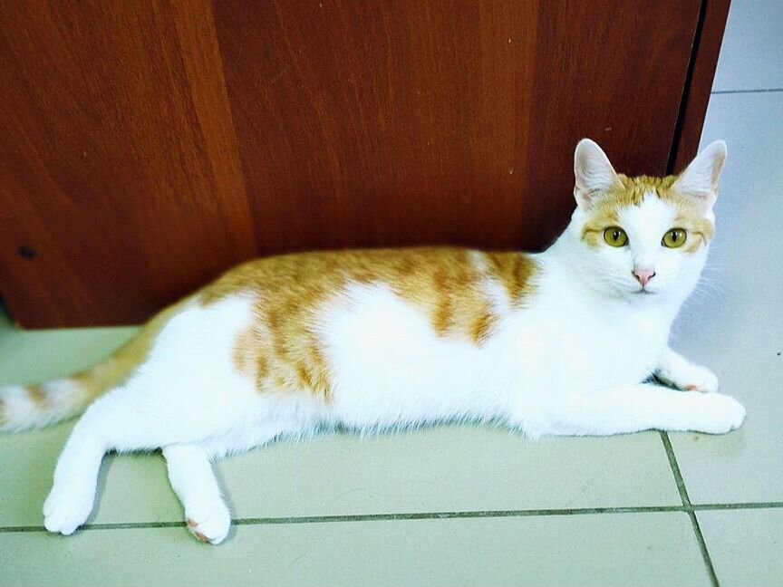 Котик в добрые руки