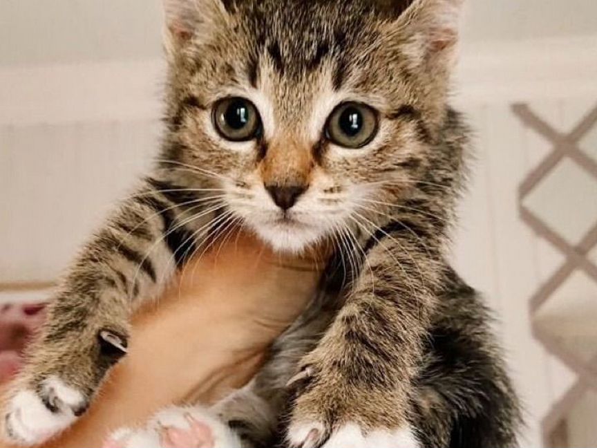 Полосатая девочка котёнок с белыми лапками 2,5 м