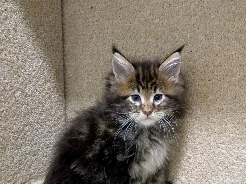 Девочка Мейн-кун, полидакт