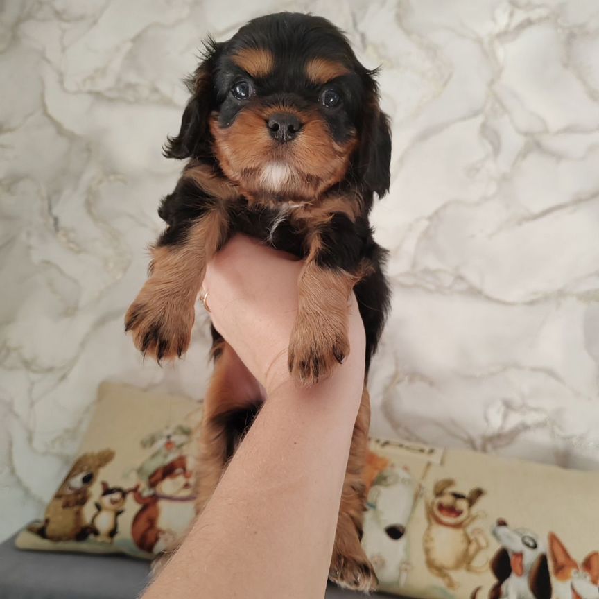 Кавалер Кинг чарльз спаниель