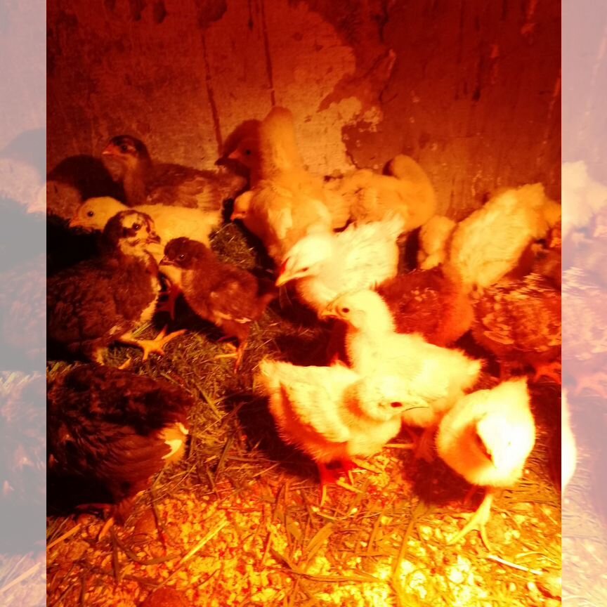 Цыплята домашние