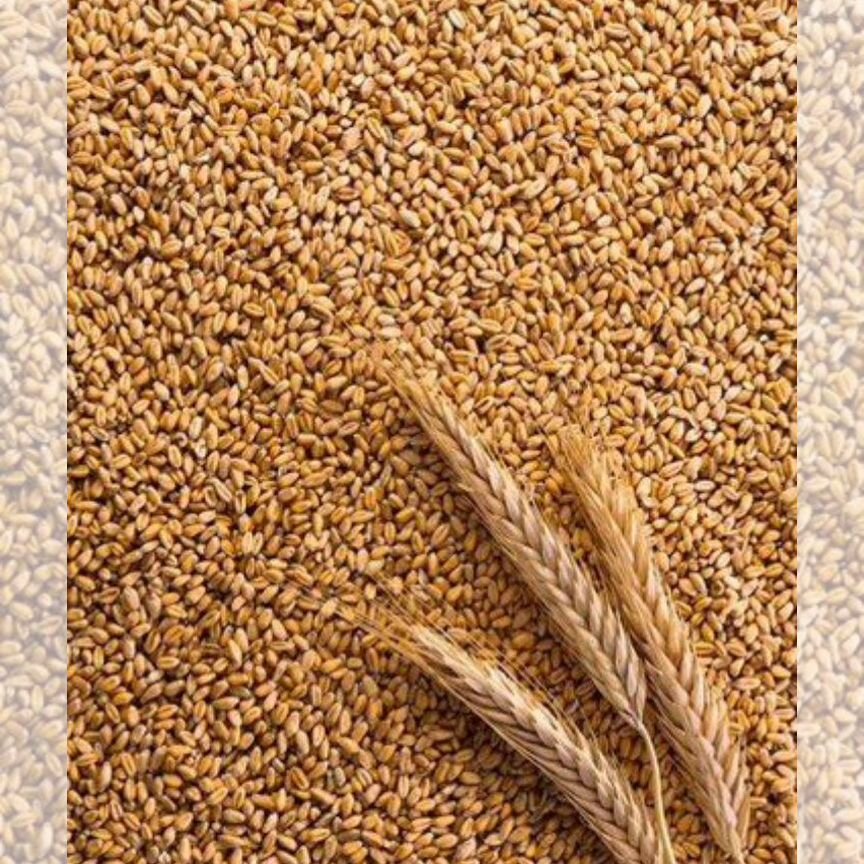 Зерно пшеница фуражная