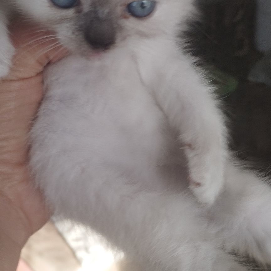 Котята в добрые руки бесплатно