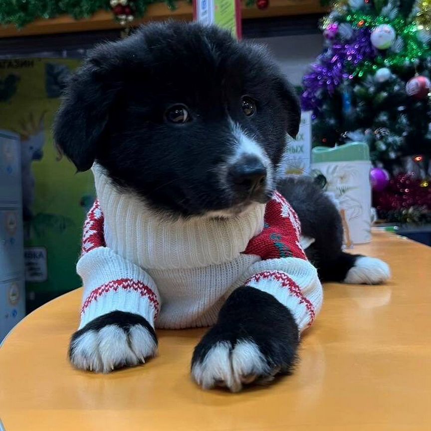 Чудесный щенок (мальчик, 2,5мес.)