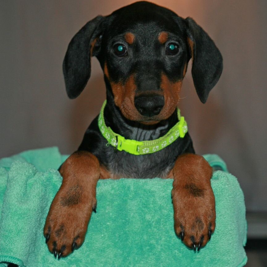 Немецкий пинчер, щенок