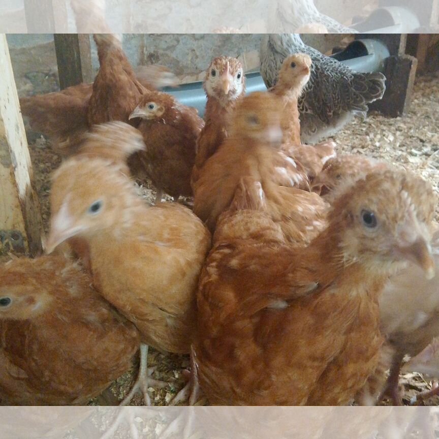 Цыплята