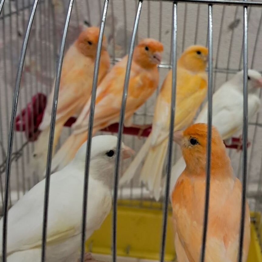 Кенара и канарейки