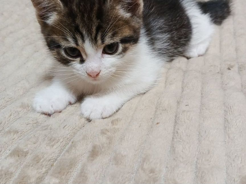 Отдам котенка в добрые руки