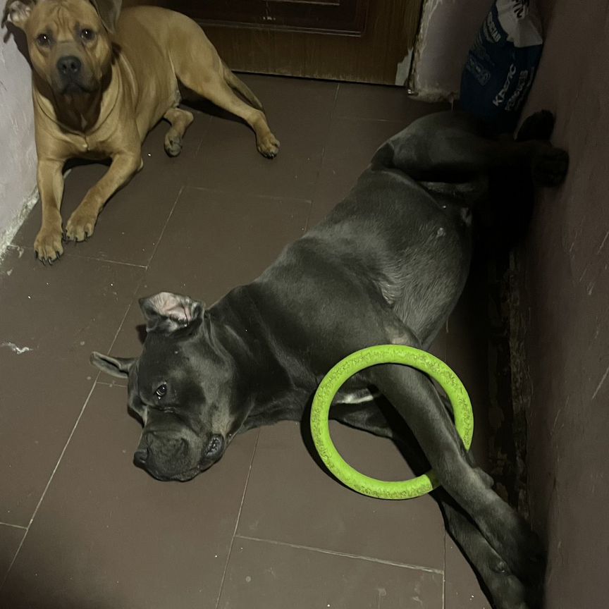 Кане-корсо, взрослый пёс