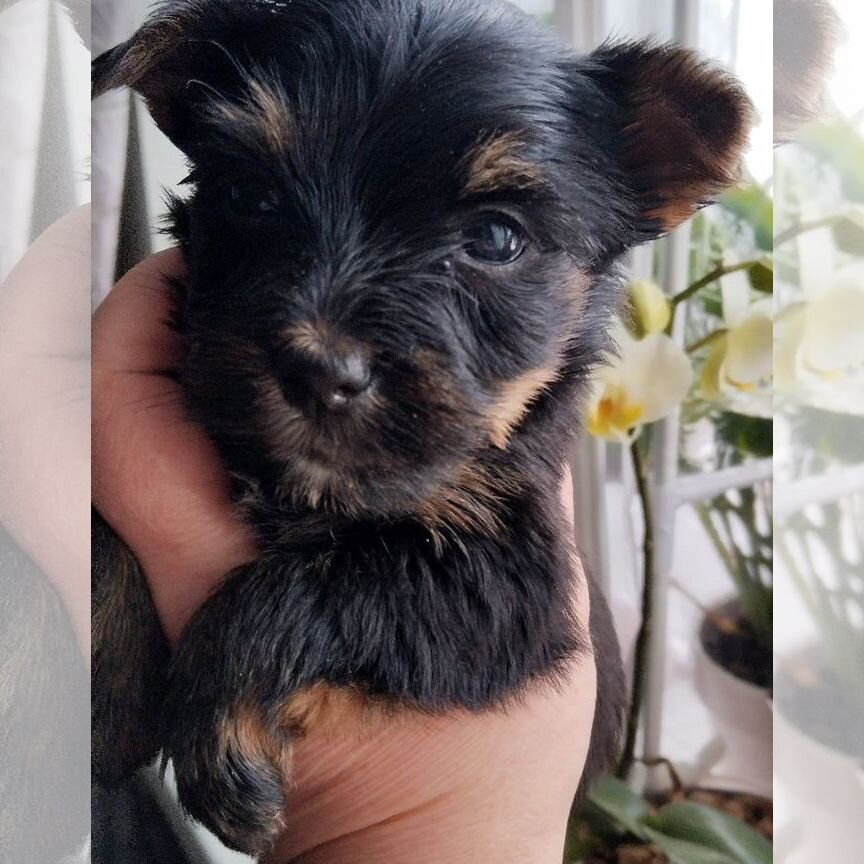 Йоркширский терьер, щенок