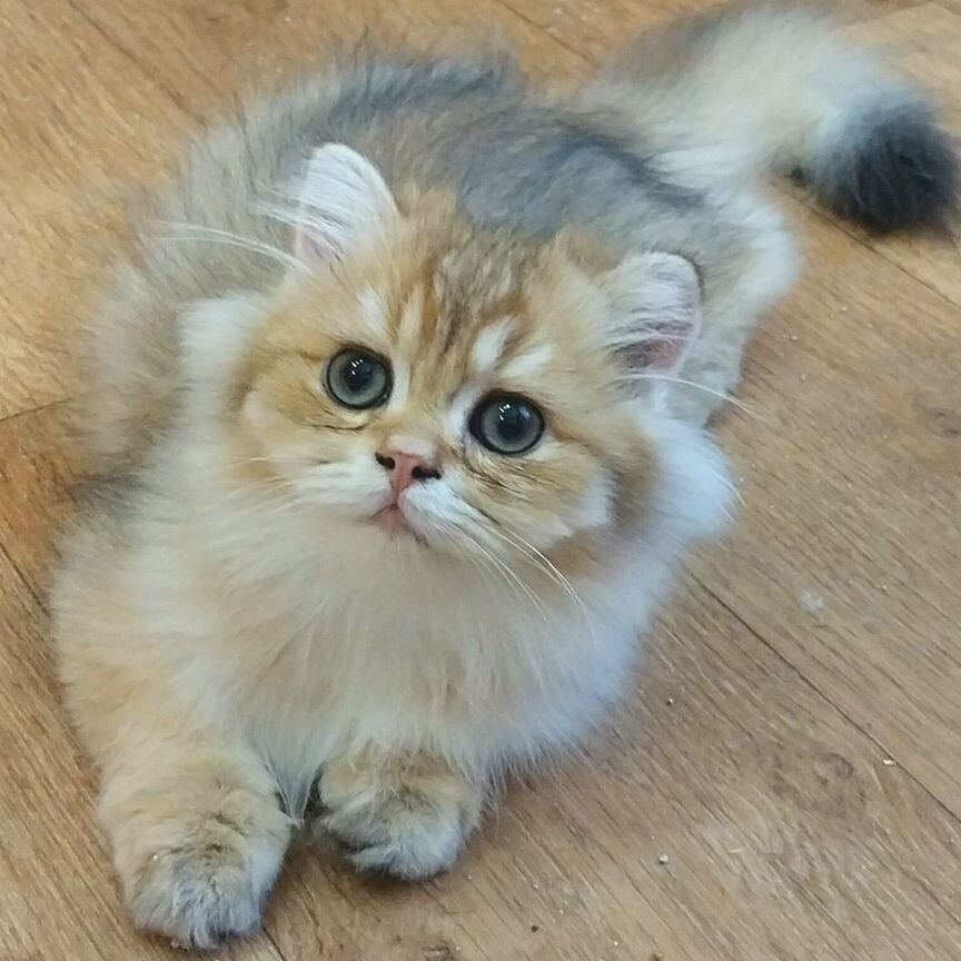 Шотландский прямоухий длинношёрстный котёнок