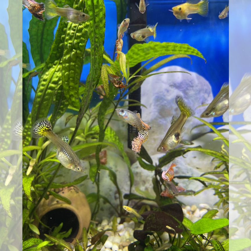 Аквариумные рыбки гуппи