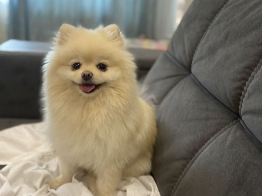 Померанский шпиц