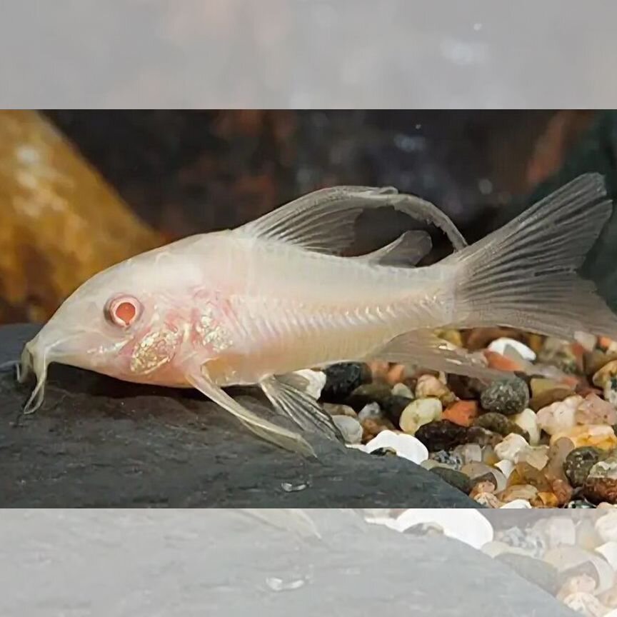 Коридорасы альбиносы и крапчатые