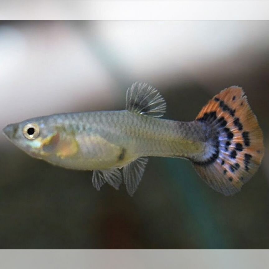 Рыбки гуппи