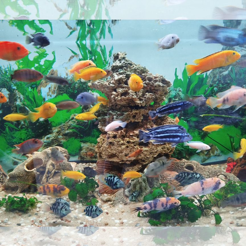 Малавийские цихлиды