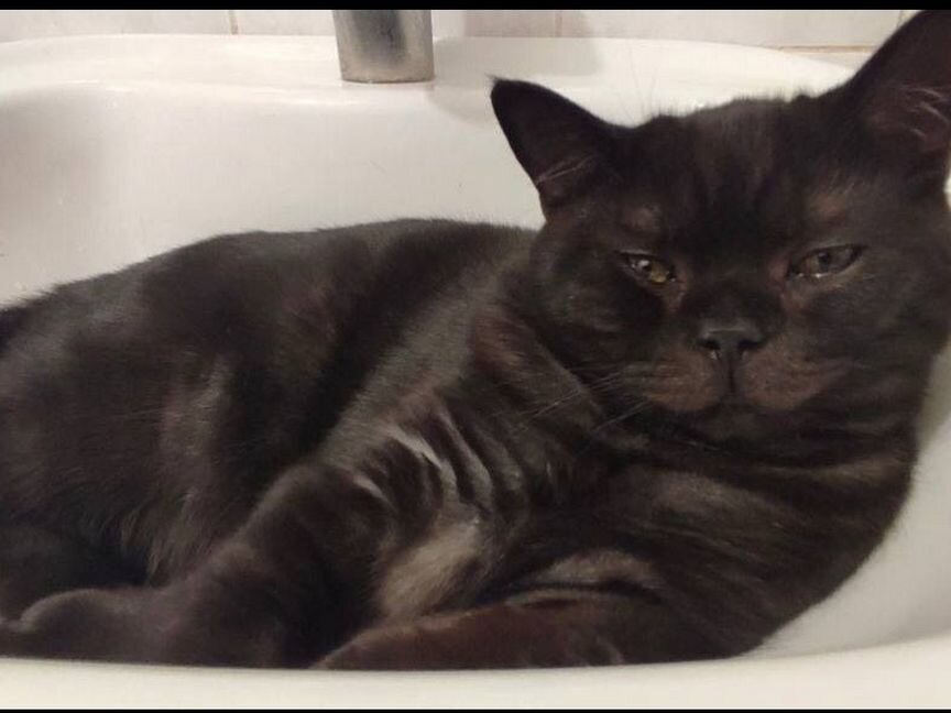 Скотиш страйт вязка