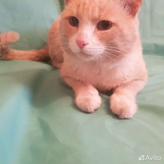 Котик персикового цвета