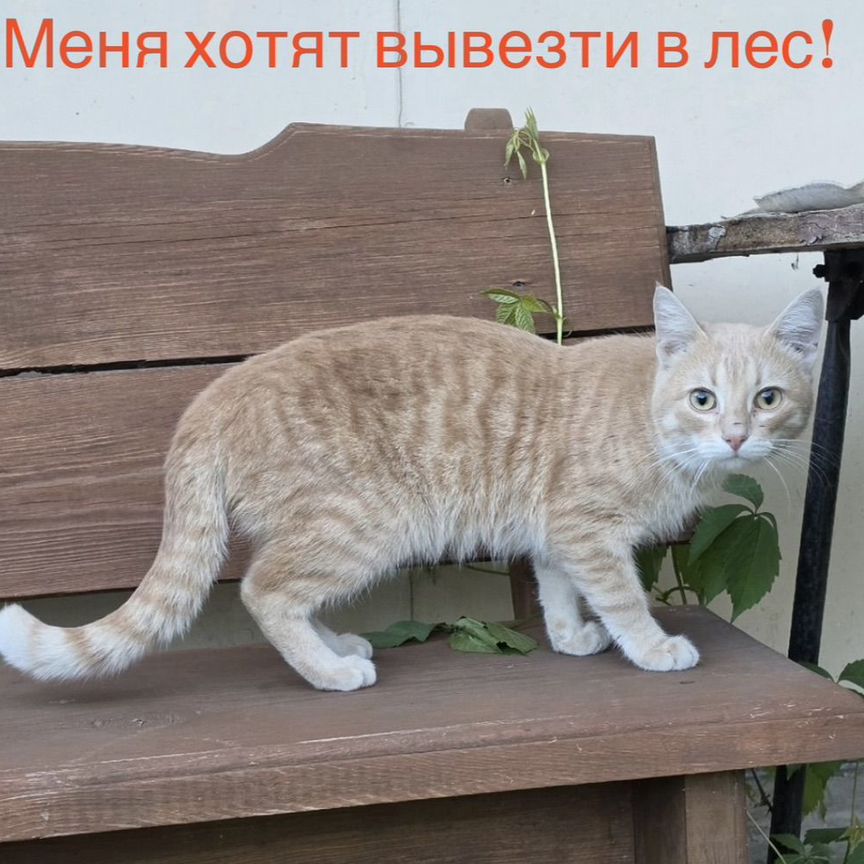 Взрослый кот в добрые руки