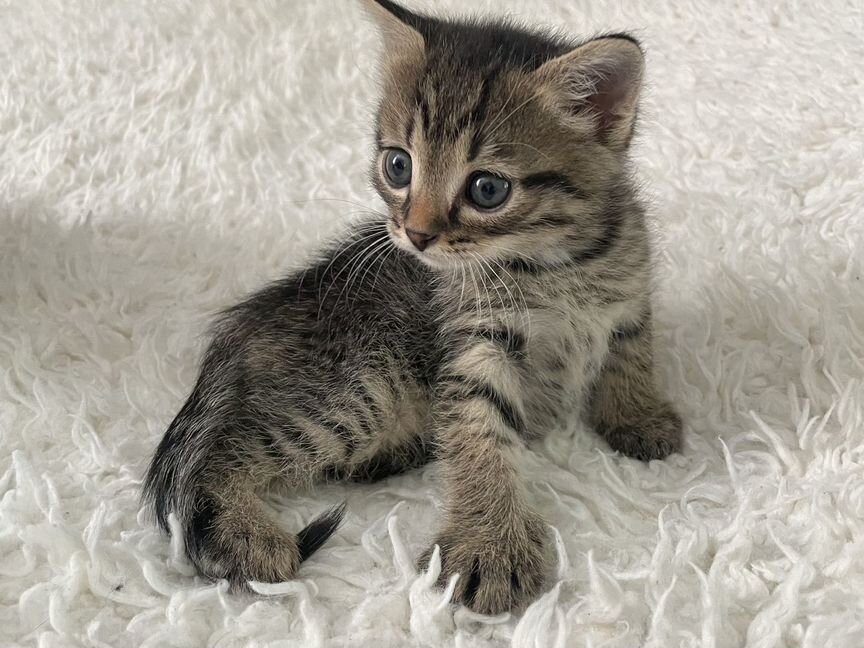 Замечательный полосатый котенок