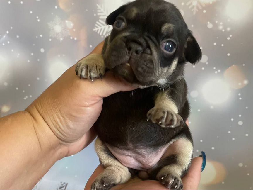 Французский бульдог мини