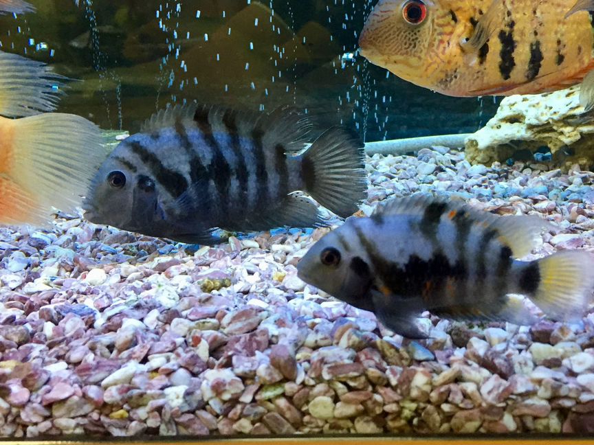 Цихлазома чернополосая