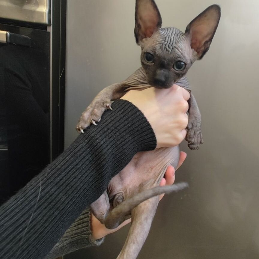 Канадский сфинкс