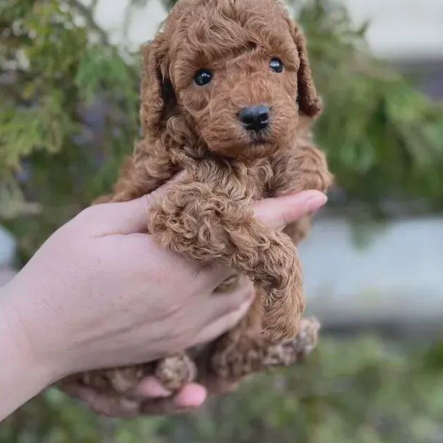 Пудель, щенок