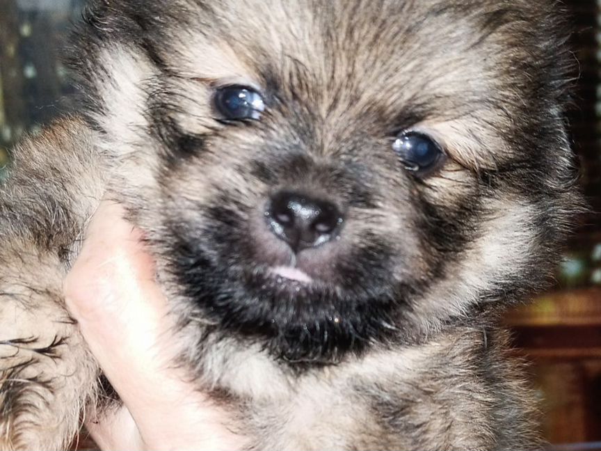 Щеночки шпица + пекинес