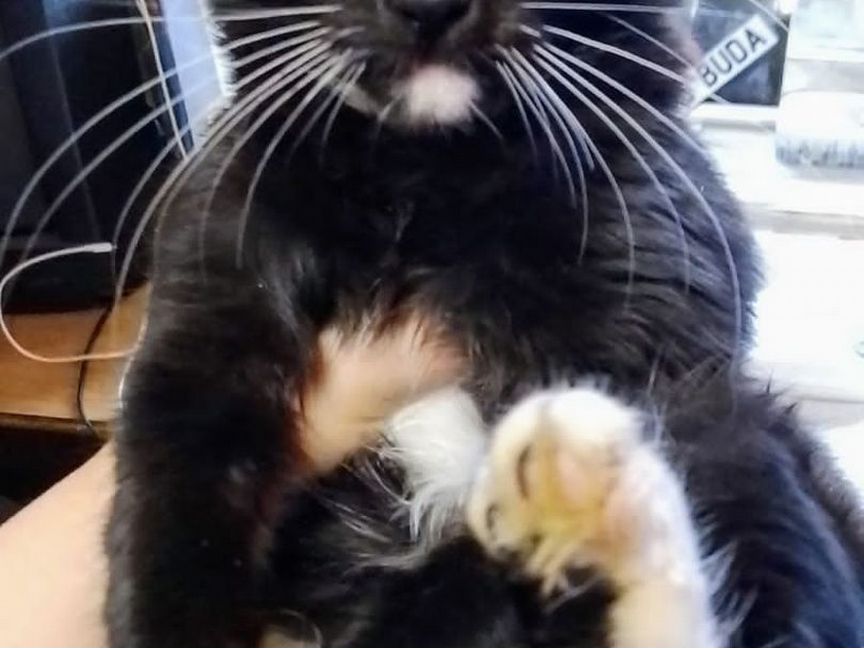 Отдам двух кошечек очень ласковые