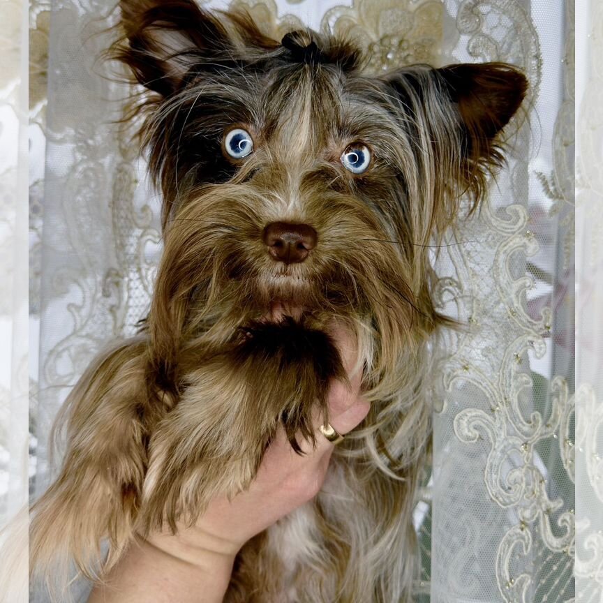 Йоркширский терьер, взрослая собака