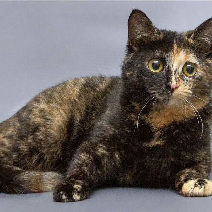 Котята в добрые руки бесплатно девочка