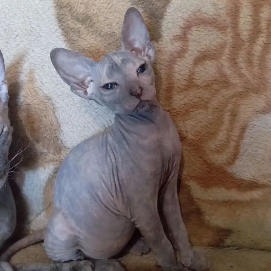 Канадский сфинкс котёнок