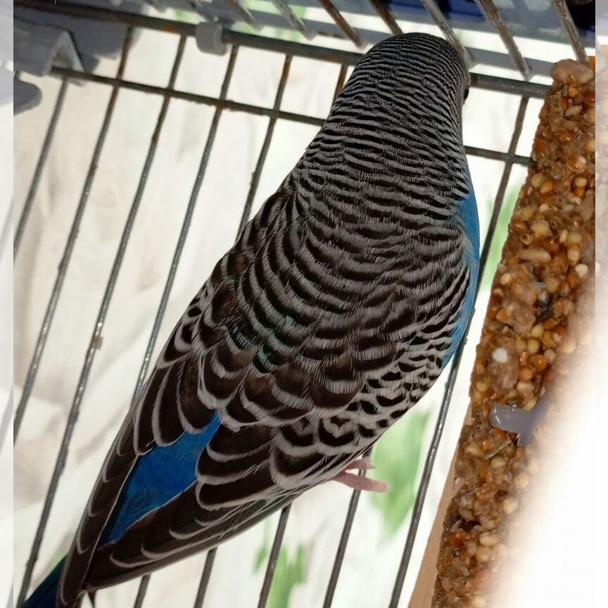 Волнистый попугай девочка и самец