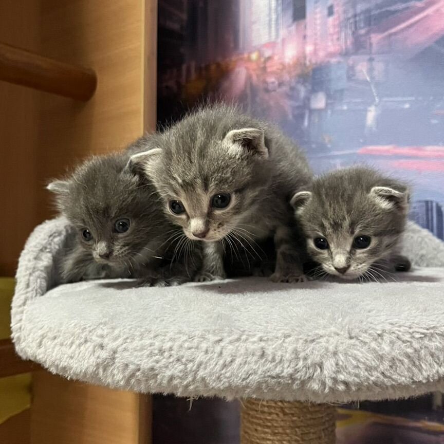 Шотланские вислоухие и прямоухие котята