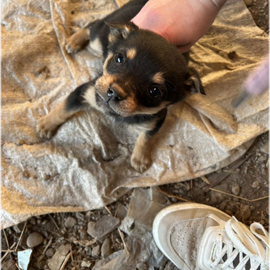 Той-терьер щенки