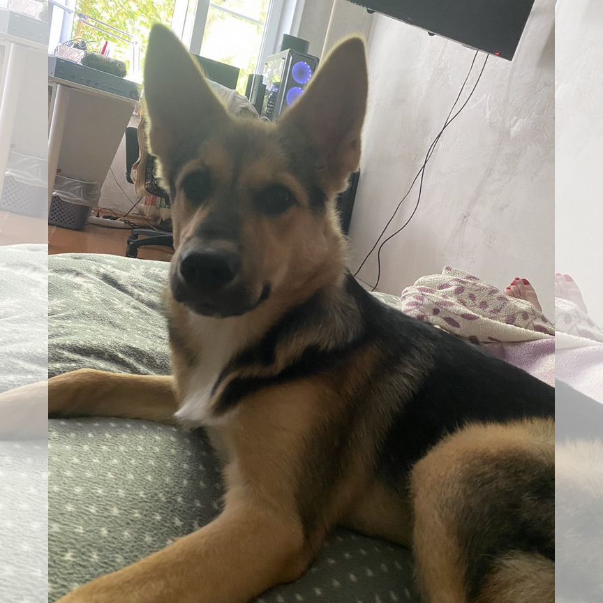 Собака восточноевропейская овчарка