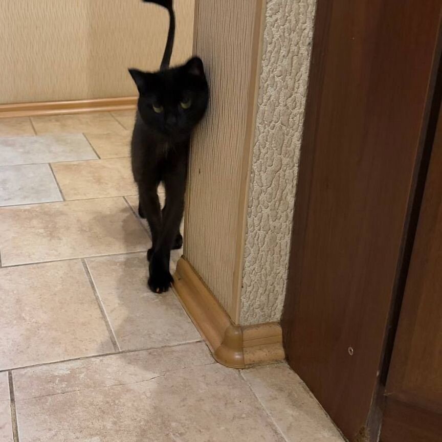 Взрослый кот в добрые руки